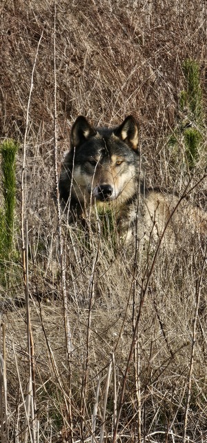 Vote for Wolf in the grass | Wildlife-in-Focus