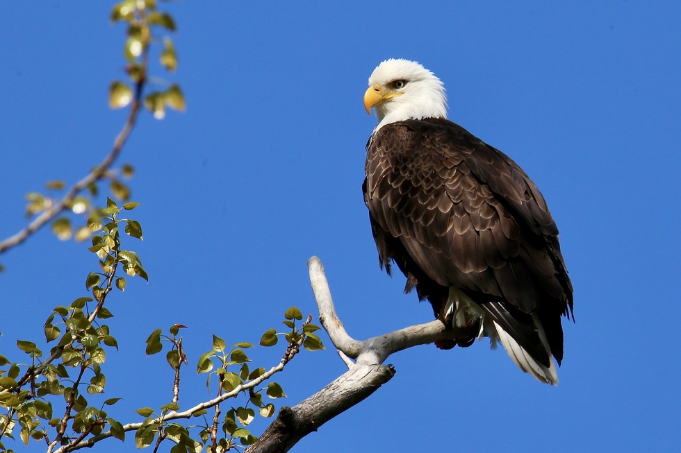 Vote for Resting Eagle | Wildlife-in-Focus