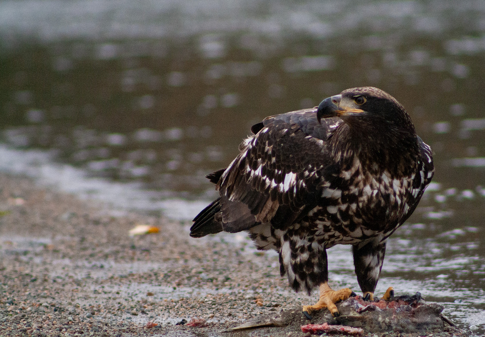Vote for The Kilby shore | Wildlife-in-Focus