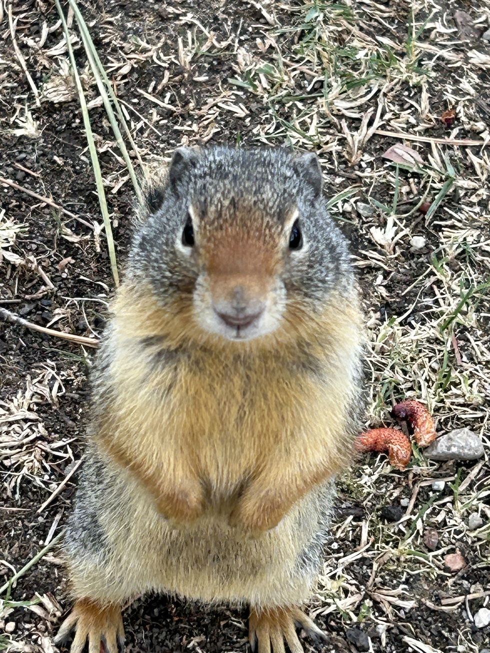 Vote for gopher in lake country | Wildlife-in-Focus