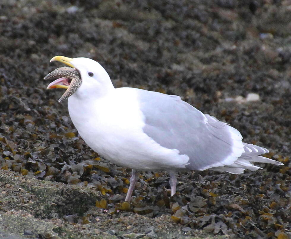 Vote for Good Day for the gull, Bad day for the starfish | Wildlife-in ...