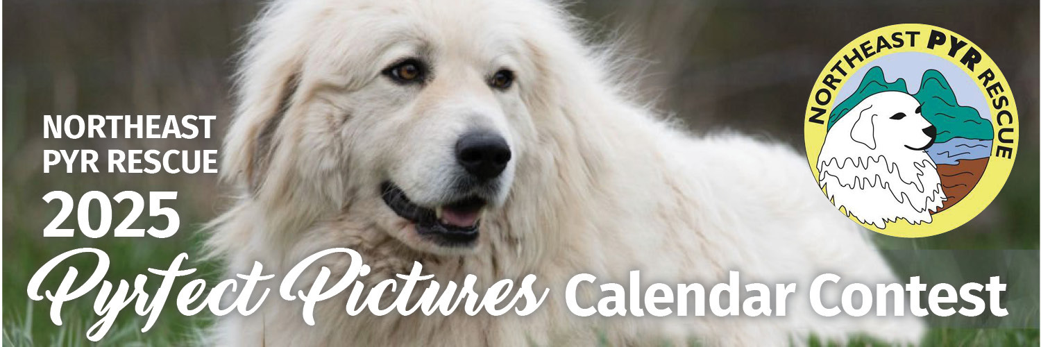 Northeast Pyr Rescue | Northeast Pyr Rescue 2025 Pyrfect Pictures ...