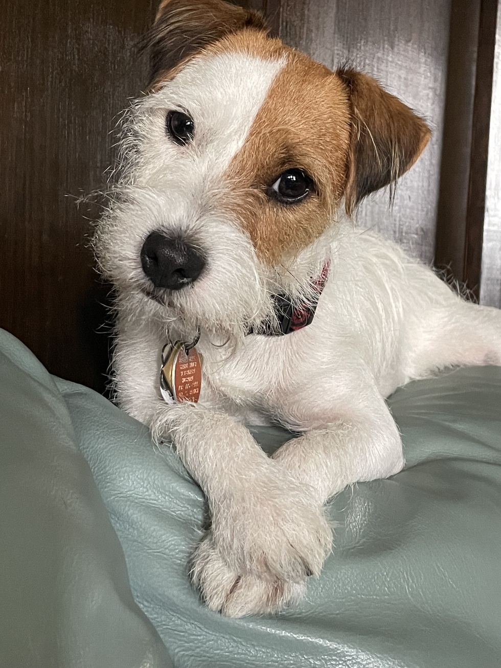 Vote for Poppy | Animals & Ales US Photo Contest