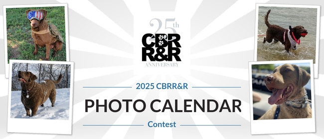 Chesapeake Bay Retriever Relief & Rescue | 2025 CBRR&R Photo Calendar ...