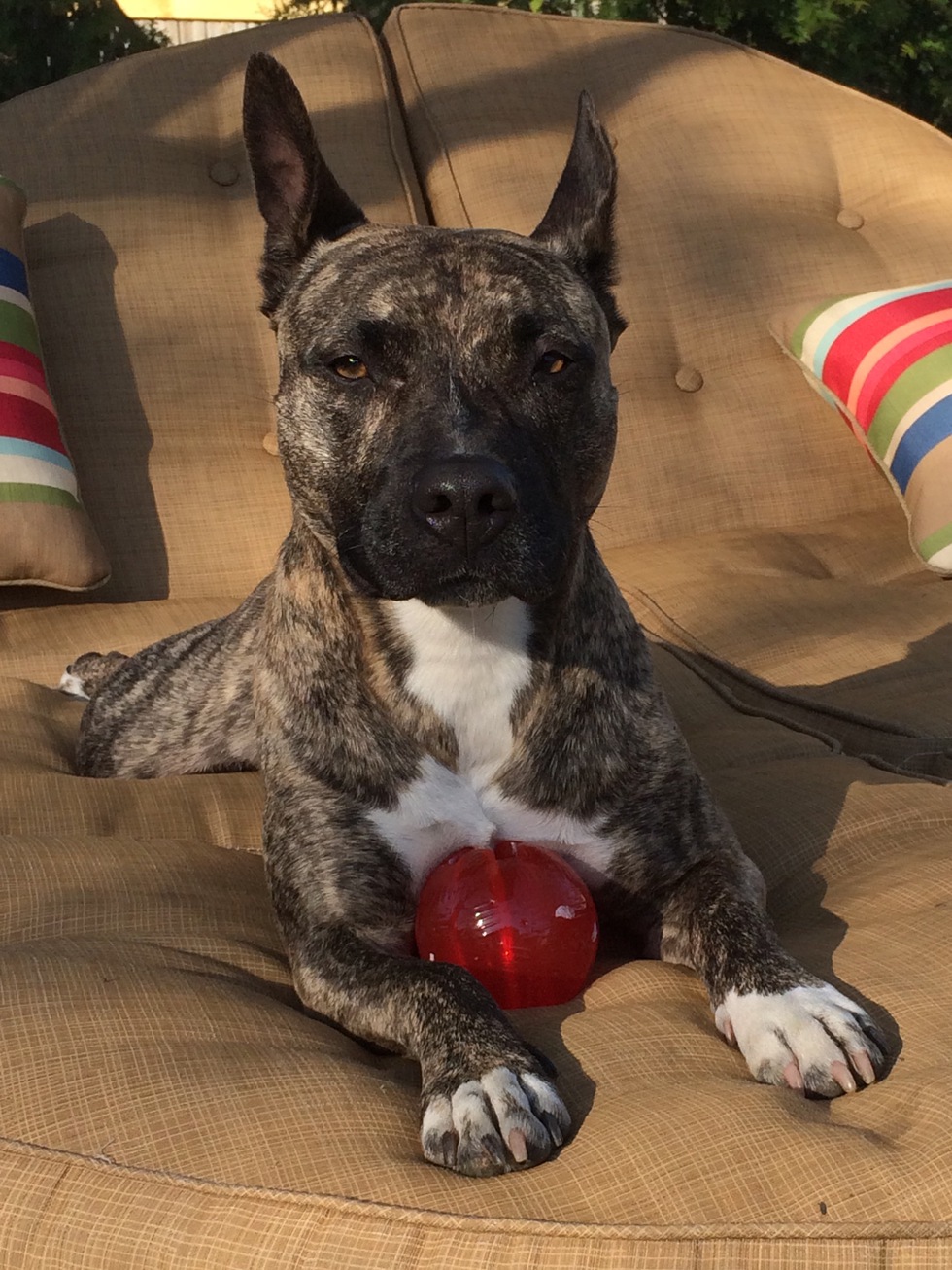 Vote for Izzy | Save A Dog A Day's Pawsome Photo Contest