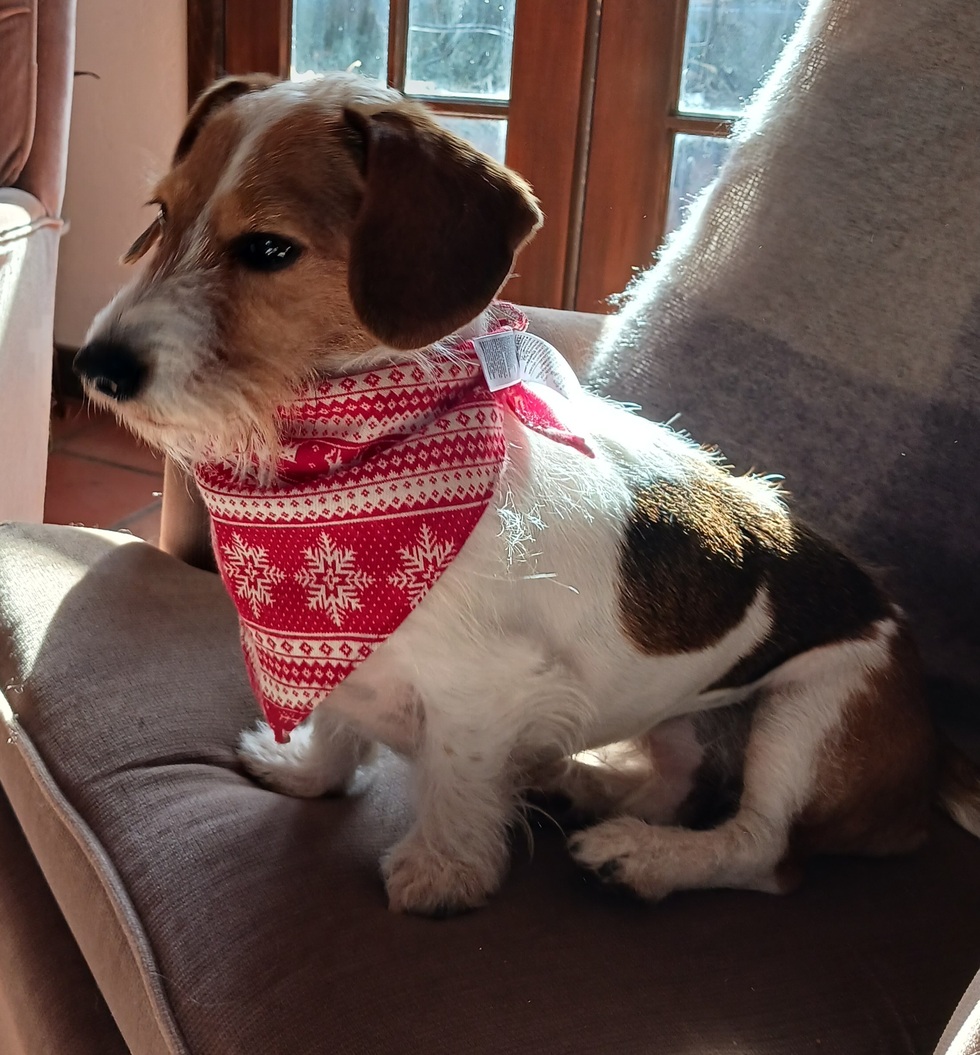 Vote for Buddy | YMCA of Abilene’s Top Dogs and Cats