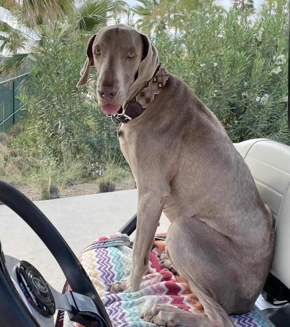Vote for Kronos | 2025 Weimaraner Rescue of Texas Calendar Photo Contest