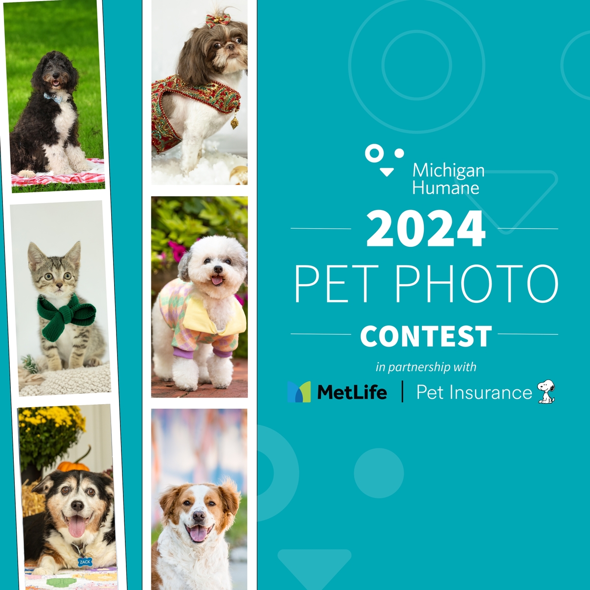 Home | Michigan Humane | 2024 Michigan Humane Pet Photo Contest