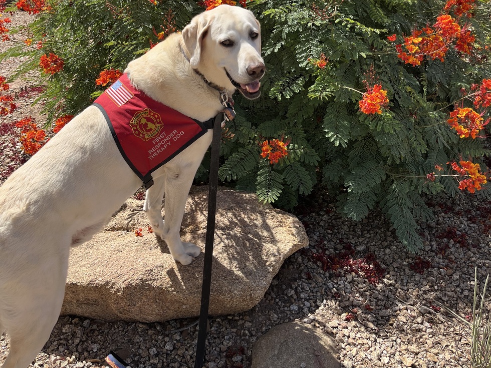Vote for Pilot IV | 3rd Annual First Responder Therapy Dog Calendar Contest
