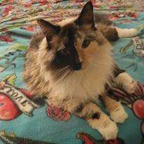 Vote for Twinkle | 2024 Special Edition Provincetown Brewing Co. 3RD ...