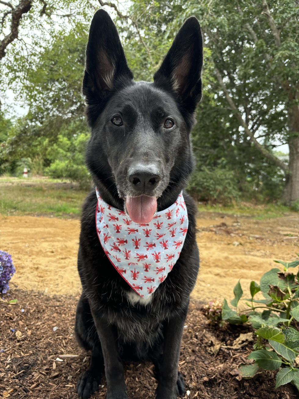 Vote for Guinness aka GG | 2024 Special Edition Provincetown Brewing Co ...