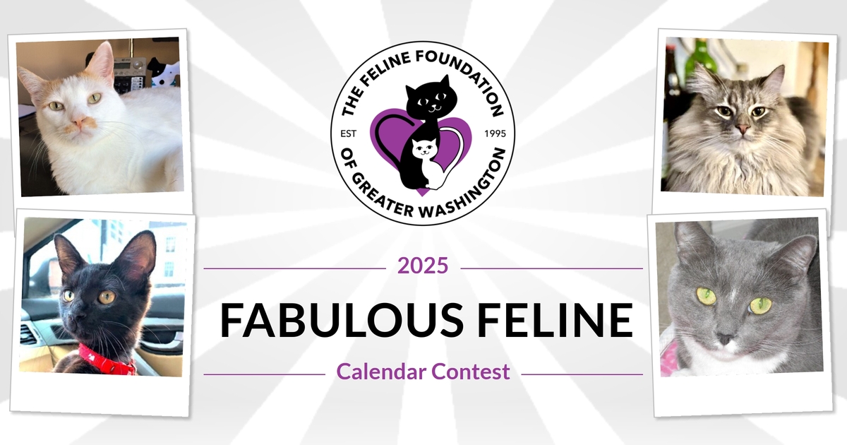 Feline Foundation of Greater Washington | FFGW 2025 Fabulous Feline ...