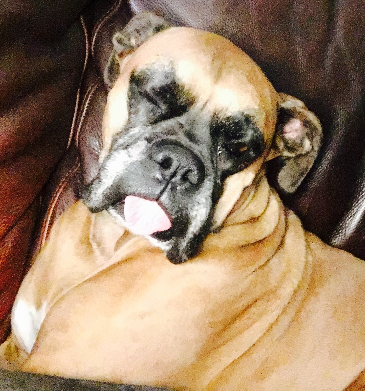 Houston Boxer Rescue | Boxers Go For The Gold