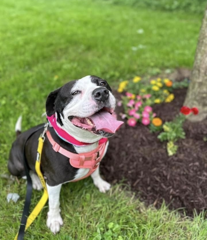 Vote for Charlie | Lucky Dawg Animal Rescue Calendar Contest