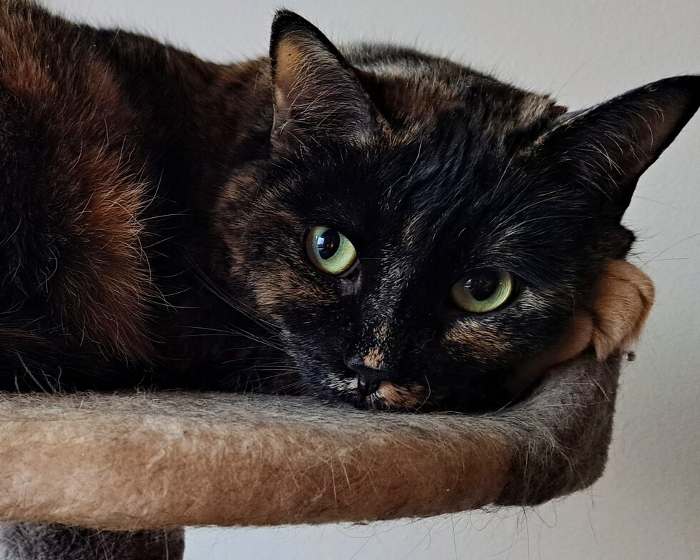 Vote for Romane anciennement Morgane | Concours calendrier 2025 de la ...