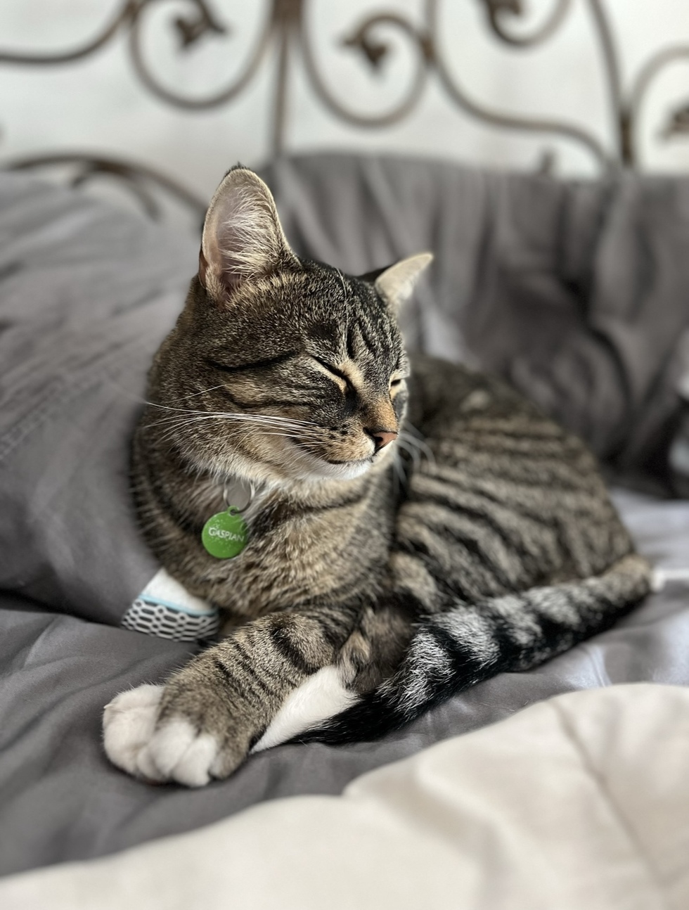 Vote for Prince Caspian | Concours calendrier 2025 de la SPCA de ...