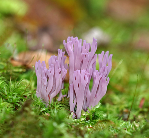 Vote for The Violet Coral | CVRLT’s Fifth Annual Loving Our Lands Photo ...