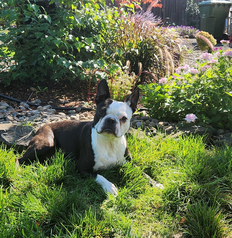 Vote for Fred Thursday | OHS Pet Photo Calendar Contest 2024