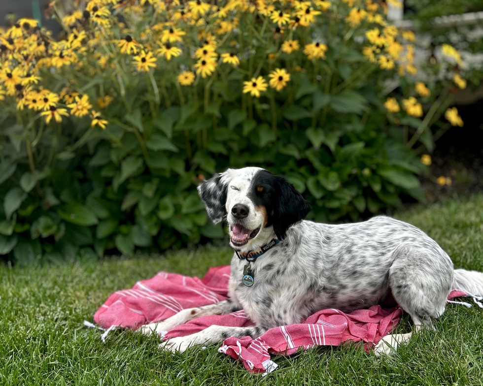 Vote for Hank | OHS Pet Photo Calendar Contest 2024