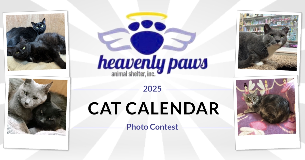 Heavenly Paws Animal Shelter, Inc | Heavenly Paws Cats Photo Contest ...