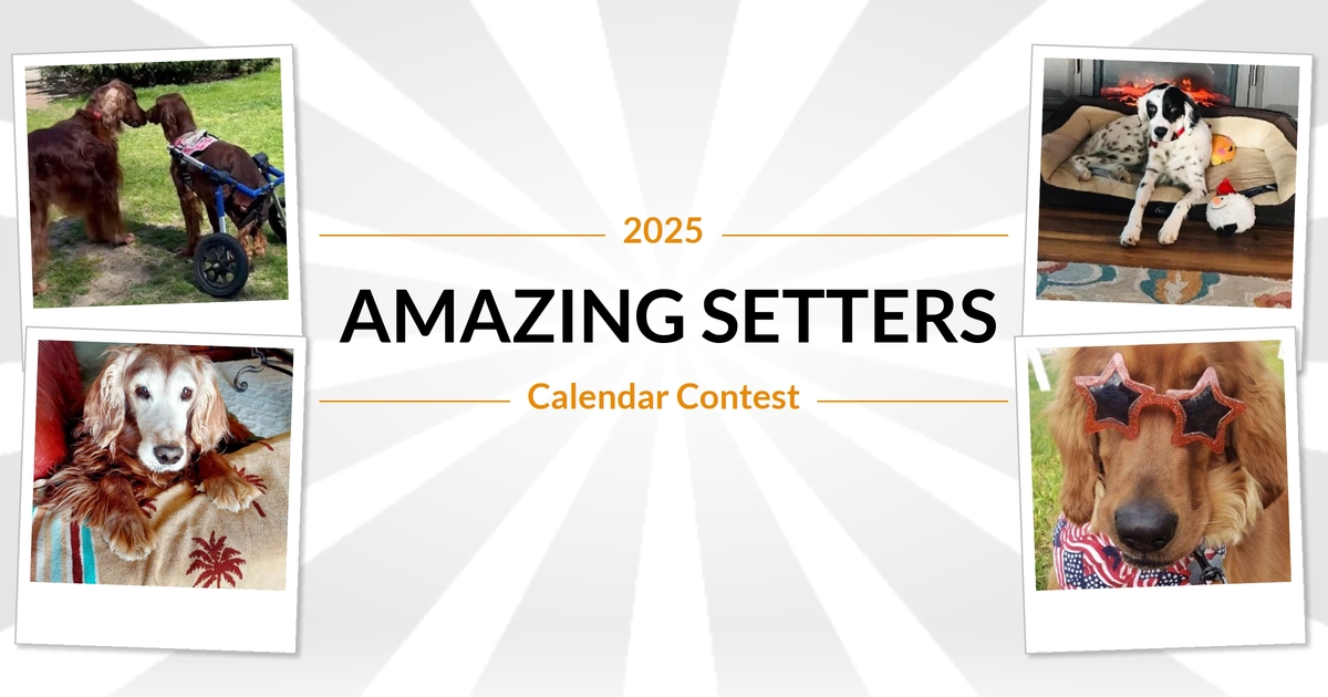 About Us | Save Our Setters, Inc. | Save Our Setters - Amazing Setters ...