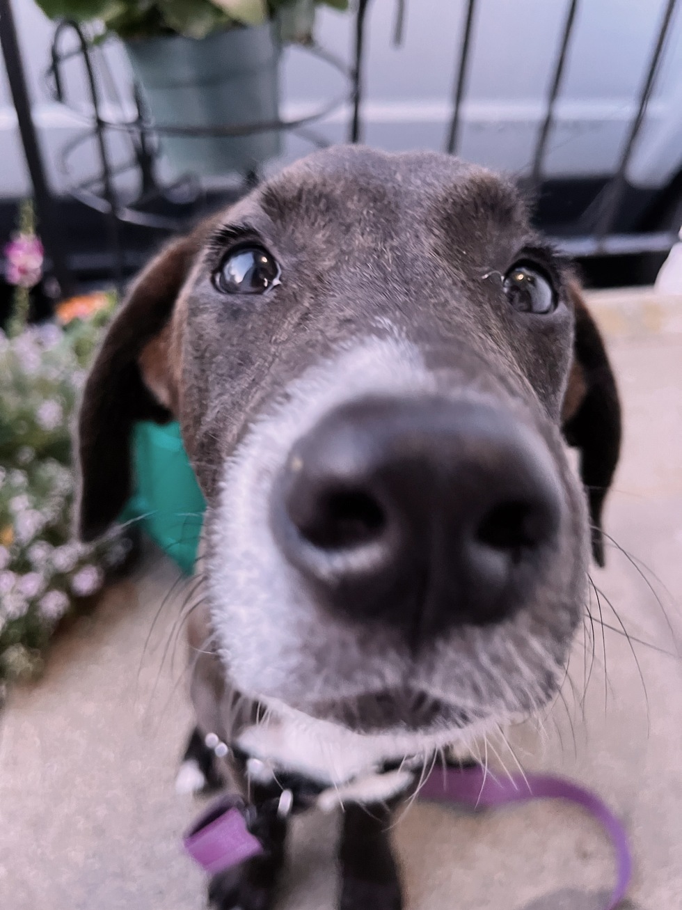 Vote for Remy | The Hotel for Homeless Dogs 2025 Pet Photo Contest