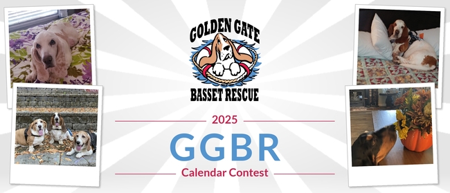 Golden Gate Basset Rescue | 2025 GGBR Calendar Contest