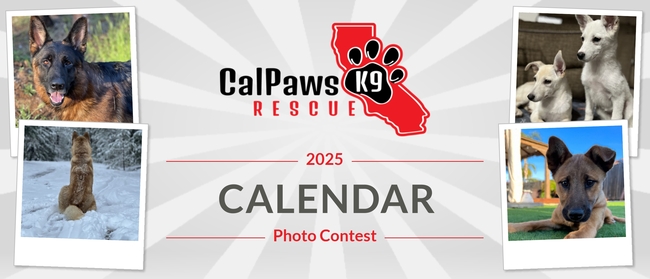 CalPaws K9 Rescue | CalPaws K9 Rescue Calendar Photo Contest 2025