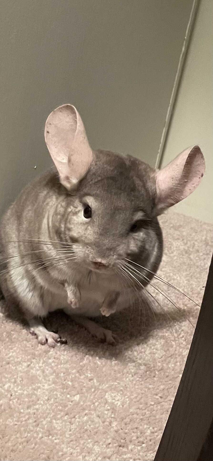 Vote for Chachi OMalley - "Where's my treat?" | Lancaster’s Cutest Pets ...