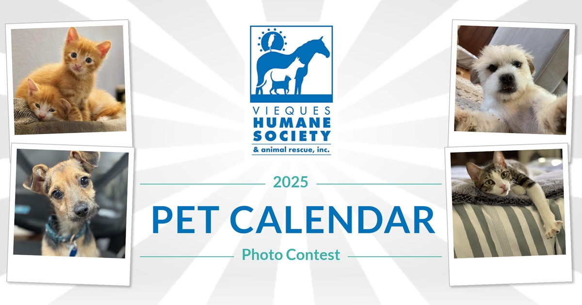 Vieques Humane Society | 2025 Pet Calendar Photo Contest