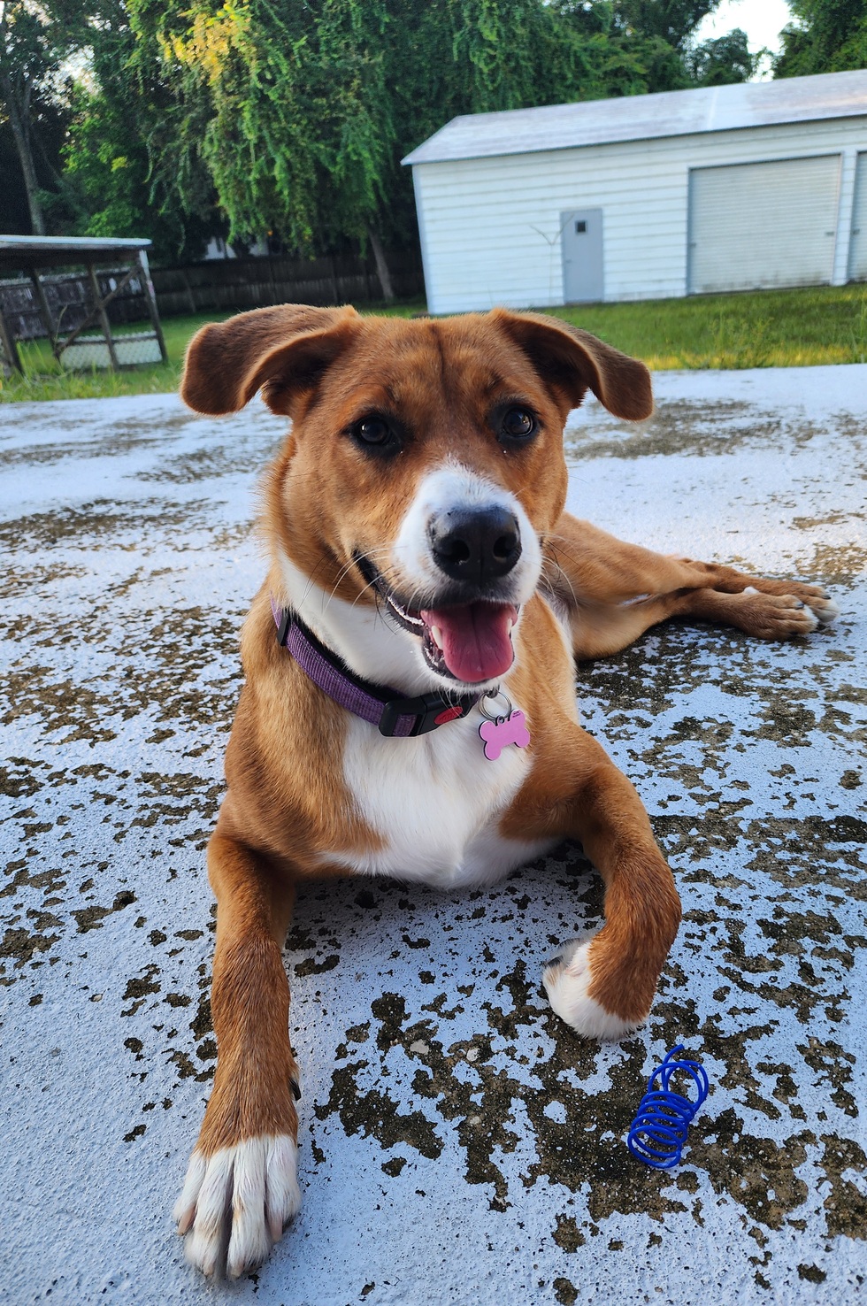 Vote for Stella Lynn | Humane Society of Pinellas 2025 Calendar Contest