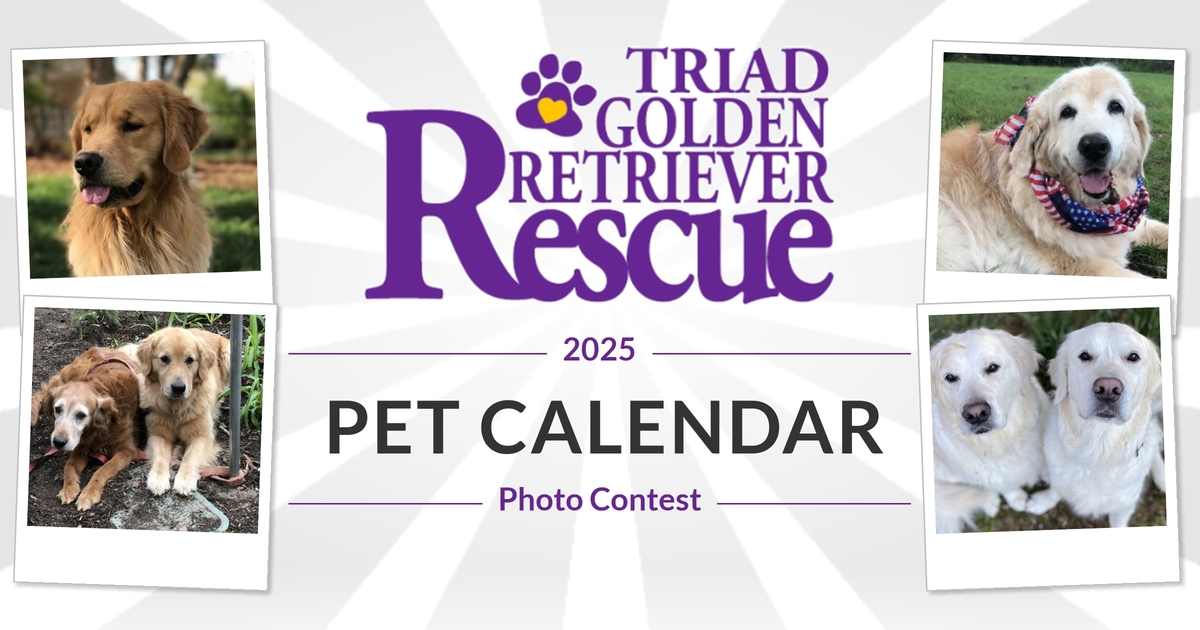 Triad Golden Retriever Rescue | Triad Golden Retriever Calendar Contest ...