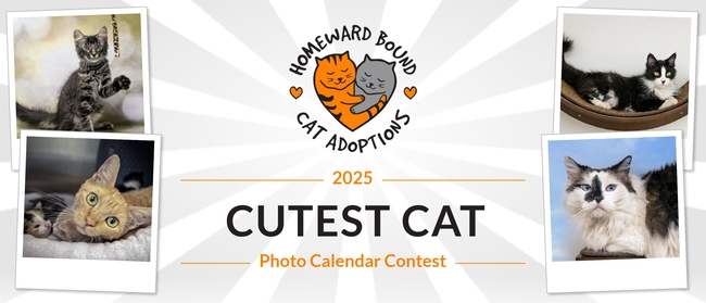 Homeward Bound Cat Adoptions | 2025 Cutest Cat Photo Calendar Contest