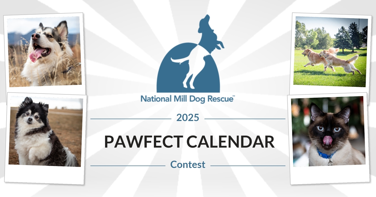 Pawfect Photo Moments | 2025 Pawfect Calendar Contest