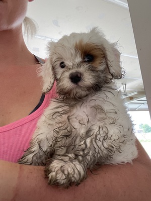 Vote for Clove | (P)awesome Pet Personalities Photo Contest