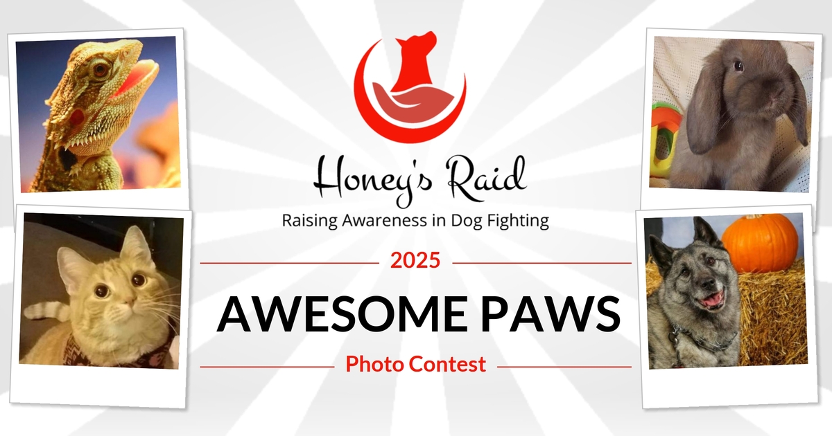Honey's RAID (Raising Awareness in Dogfighting) | Honey's Raid Awesome ...