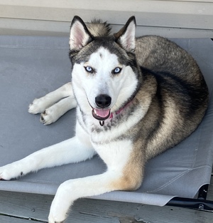 Vote for Samantha | The Husky House 2025 Calendar Photo Contest