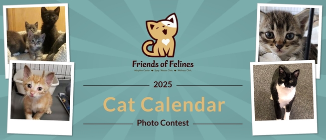 Rules | Friends of Felines | Friends of Felines 2025 Cat Calendar Contest