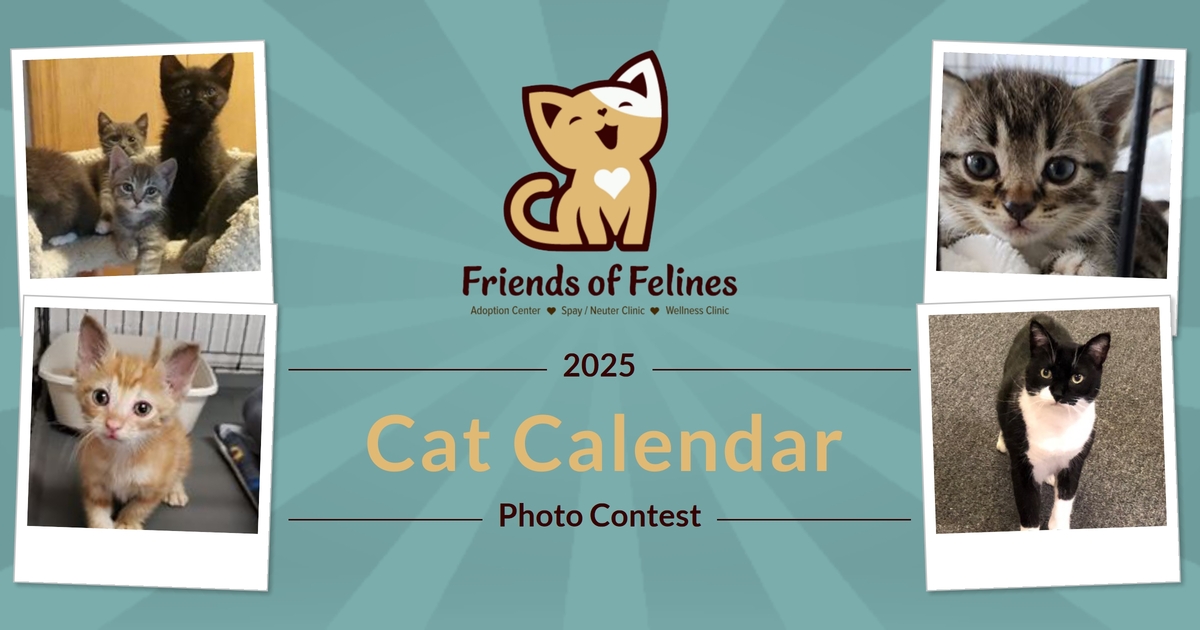 Friends of Felines | Friends of Felines 2025 Cat Calendar Contest