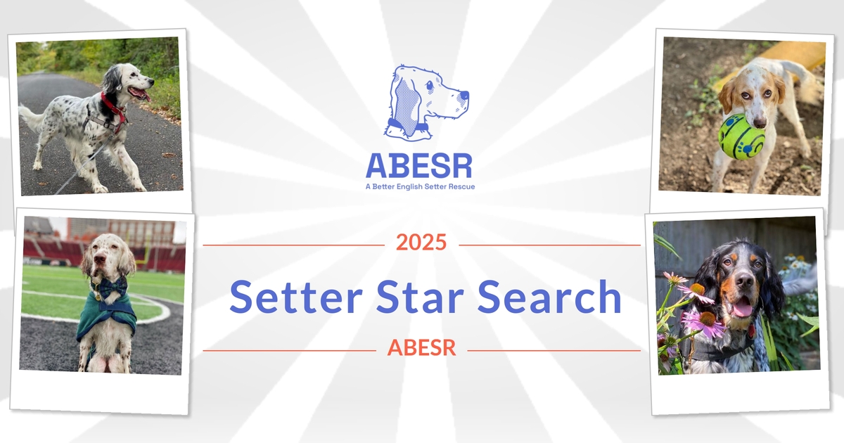 A Better English Setter Rescue