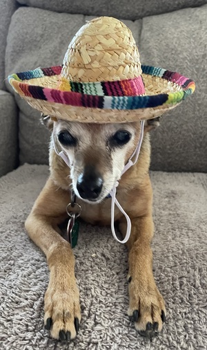 Vote for Alex | Neenah's NEW Top Dog 2024