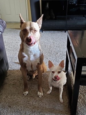 Vote for Wally and Kira | Long Way Home Adoptables 2025 Calendar