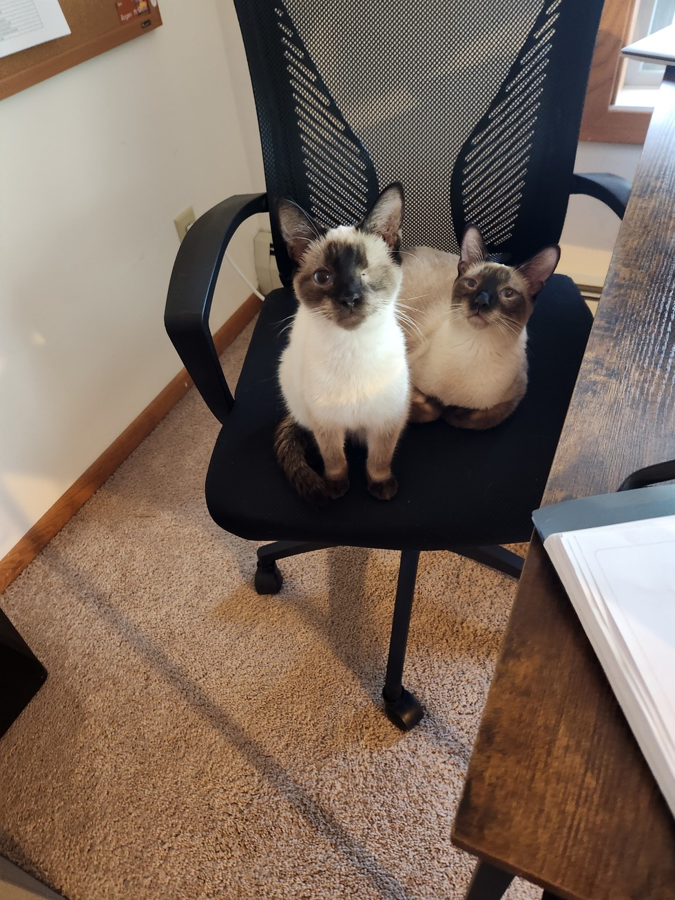 Vote for Jake and Lucy | 2025 Kitty Photo Calendar Contest