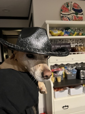 Vote for Stitch | LaMa Animal Rescue & Support Services 2025 Pet Photo ...