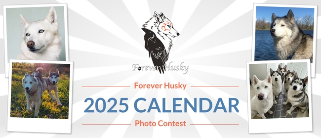 Forever Husky | Forever Husky 2025 Calendar Photo Contest