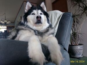Vote for Naketa | Forever Husky 2025 Calendar Photo Contest