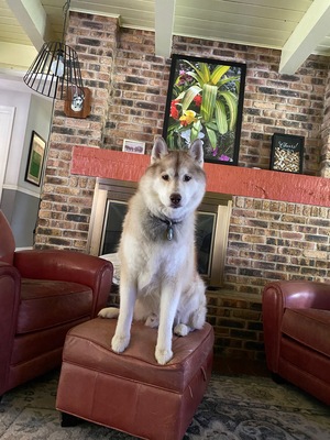 Vote for Chance | Forever Husky 2025 Calendar Photo Contest
