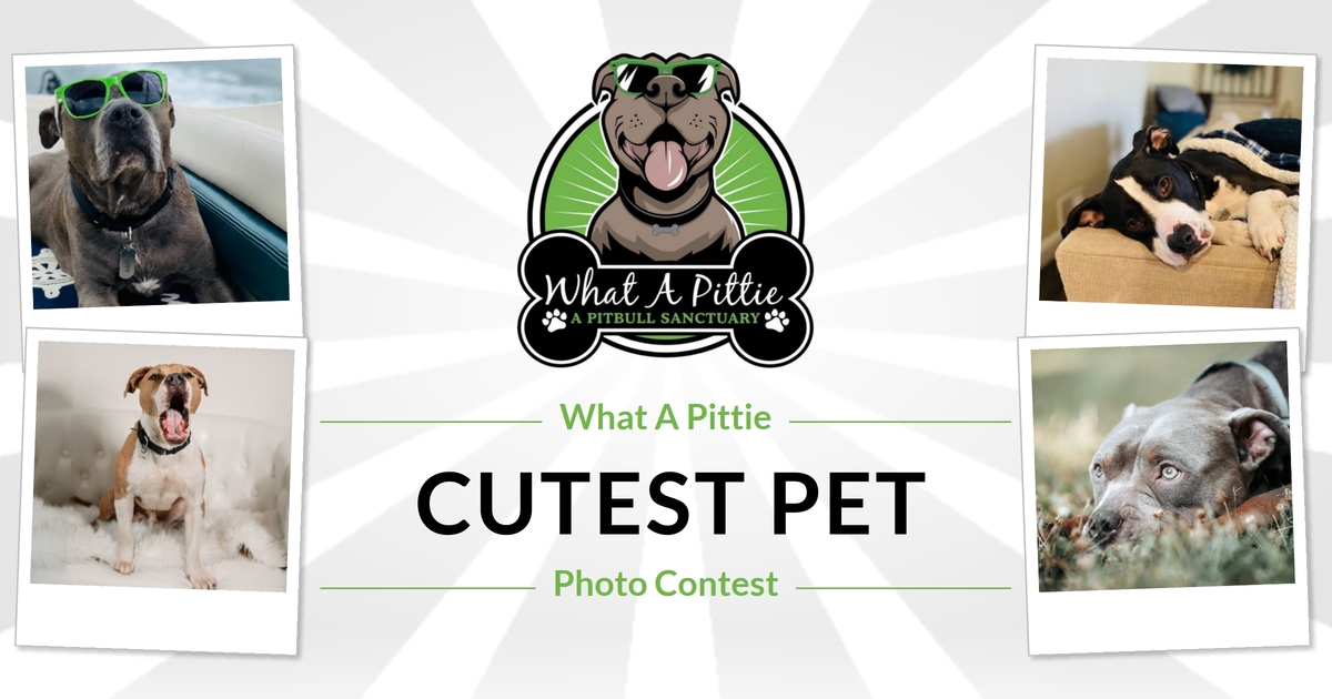 What A Pittie, A Pitbull Sanctuary, Inc. | What A Pittie Cutest Pet ...