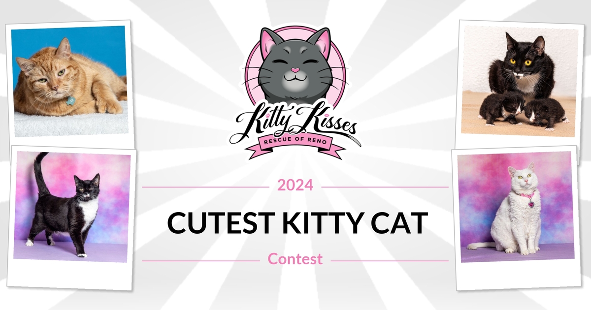 Kitty Kisses Rescue Reno | Cutest Kitty Cat Contest