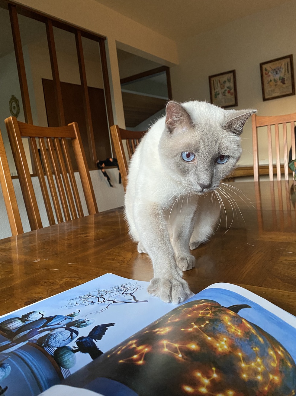 Vote for Jedi | 2024 Pet Pageant Spooky Edition